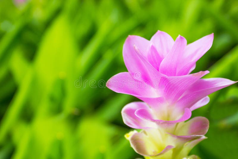 Fiore Di Curcuma Alismatifolia Fotografia Stock - Immagine di fioritura ...