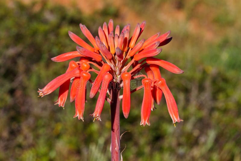 Fiore di aloe vera immagine stock. Immagine di erba, fiore - 40808781
