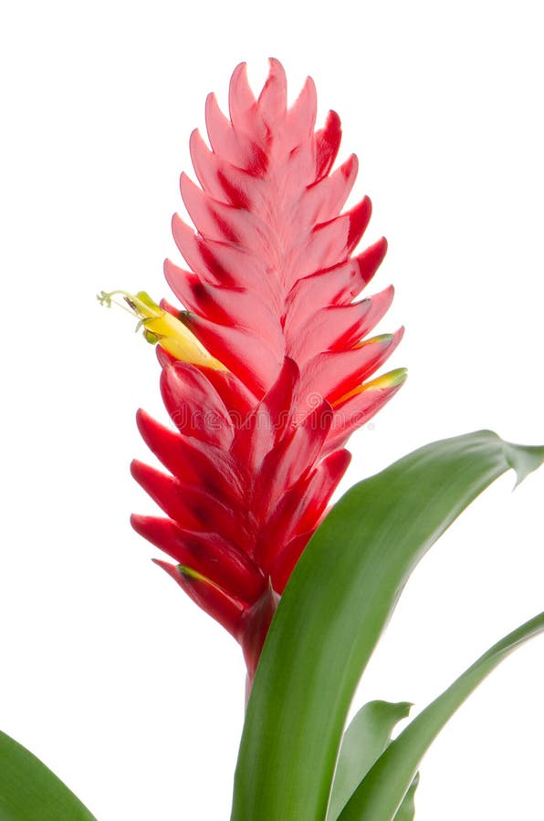 Fiore di bromelia fotografia stock. Immagine di sfondo - 34352412