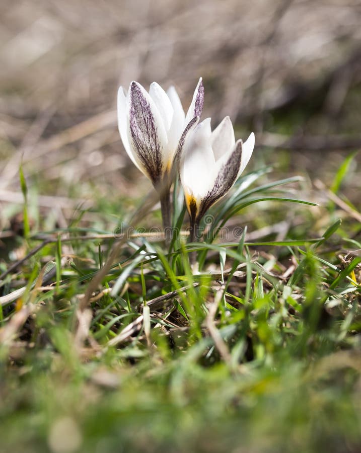 Fiore Di Bucaneve in Natura Fotografia Stock - Immagine di petalo ...