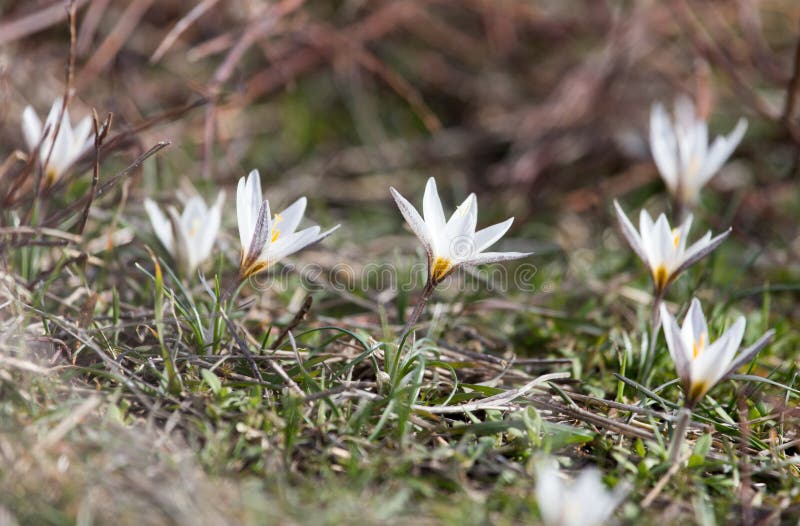Fiore Di Bucaneve in Natura Fotografia Stock - Immagine di bello ...