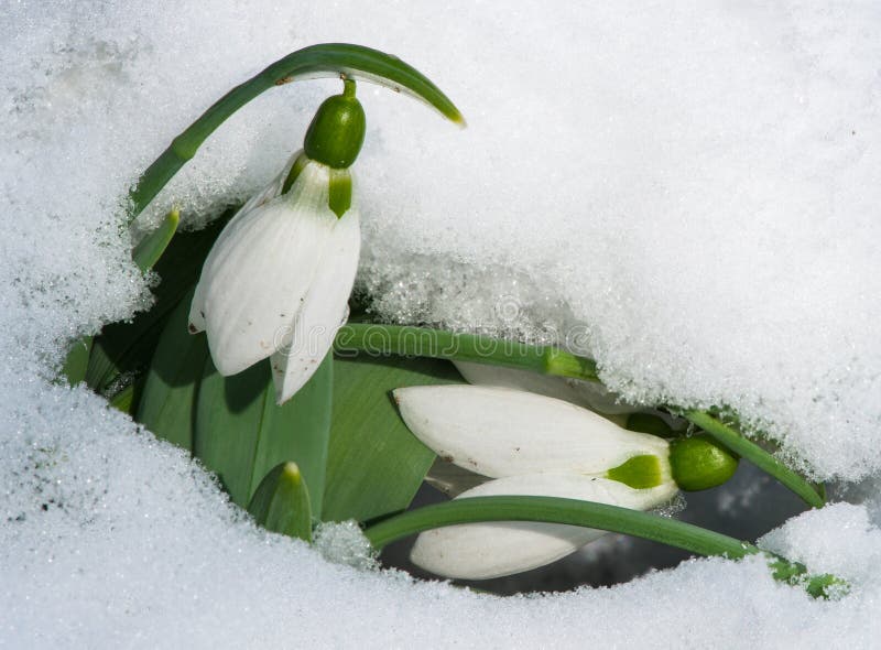 Fiore Di Bucaneve in Una Neve Immagine Stock - Immagine di vita, pianta ...