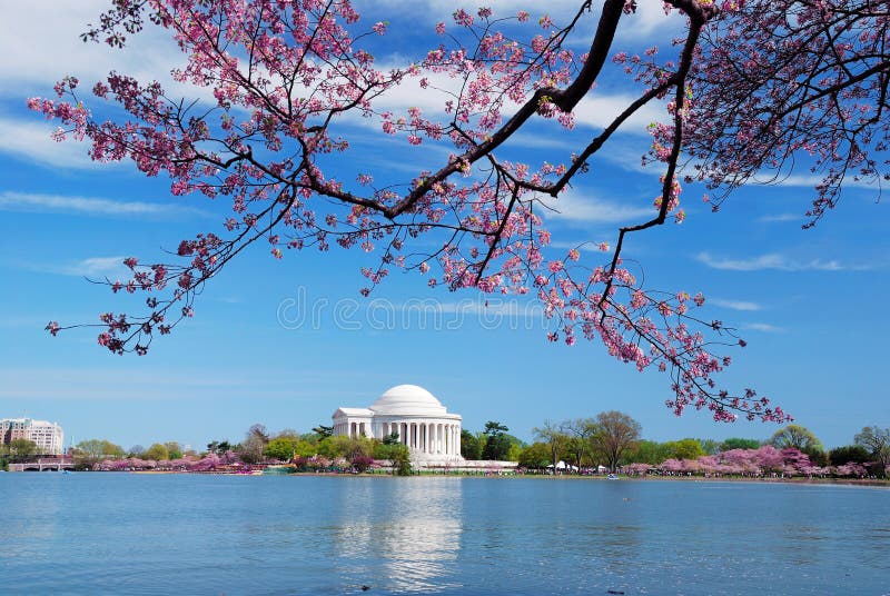 Fiore Di Ciliegia Del Washington DC Immagine Stock - Immagine di ...