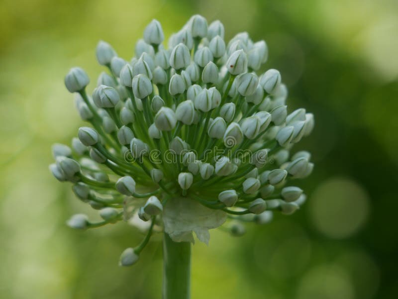 Fiore di cipolla bianca immagine stock. Immagine di decorativo - 158016151