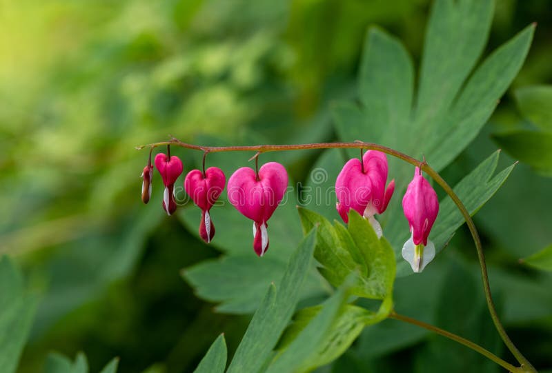 Fiore Di Cuore a Forma Di Cuore, Di Colore Rosa E Bianco. Fotografia ...