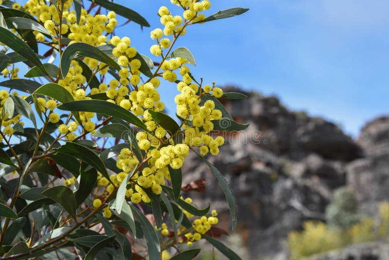 Fiore Di Giallo Dell'acacia Dorata Di Pycnantha Dell'acacia Fotografia ...