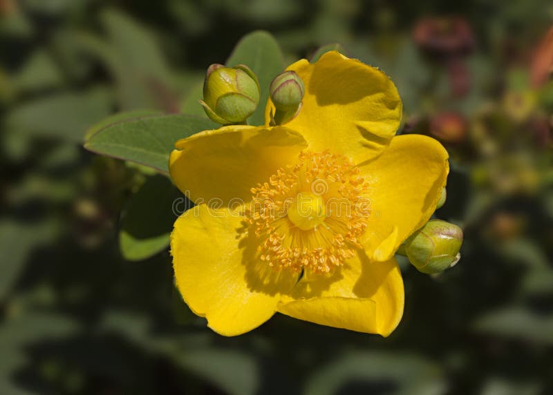 Wildflower Del Mosto Di Malto Di St Johns, Iperico Della Pianta ...