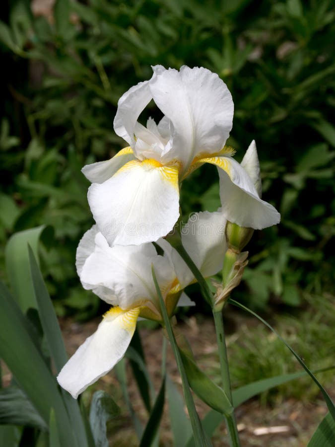 Fiore di Iris Iris fotografia stock. Immagine di floreale - 117339072