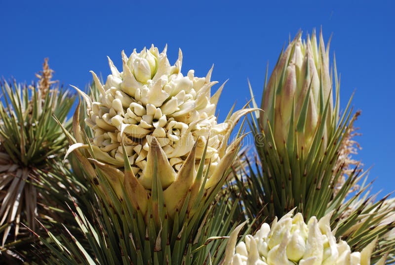 Fiore Di Joshua Tree (Yucca Brevifolia) Immagine Stock - Immagine di ...