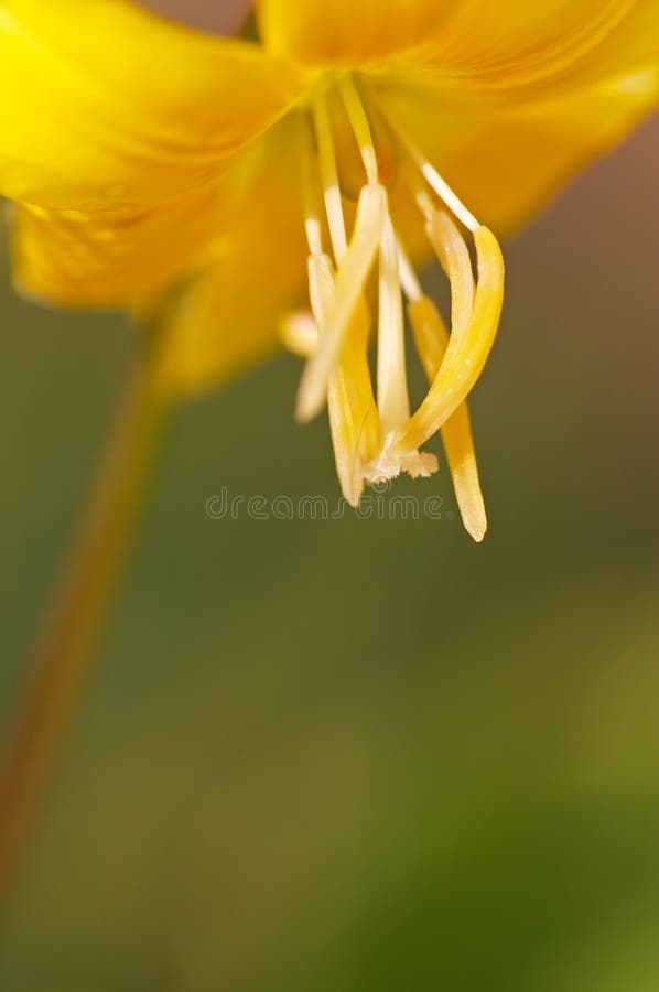 Fiore di Lilly fotografia stock. Immagine di alto, freschezza - 3195508