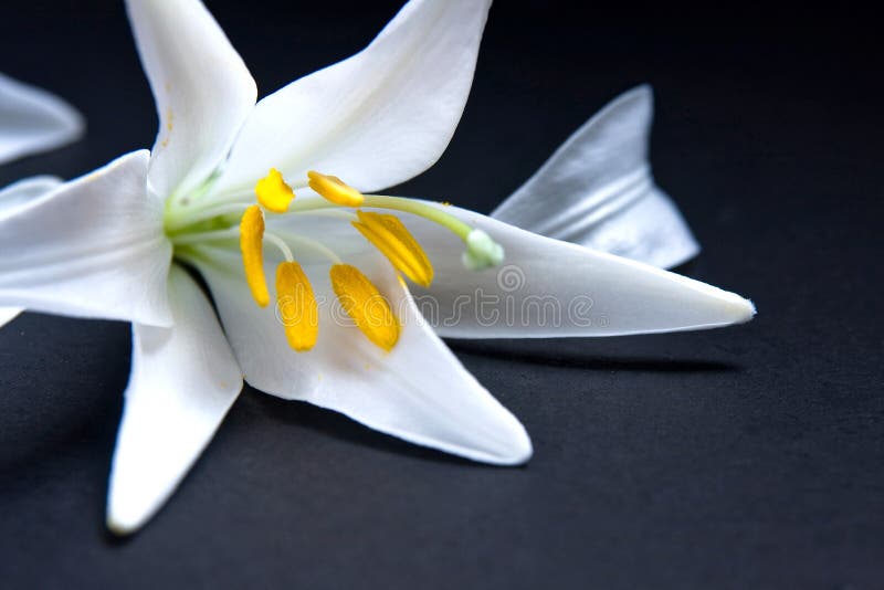 Fiore di Lilly sul nero fotografia stock. Immagine di pianta - 43318580