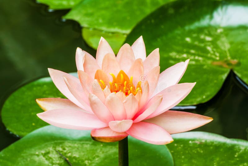 Fiore di loto rosa fotografia stock. Immagine di loto - 32495744