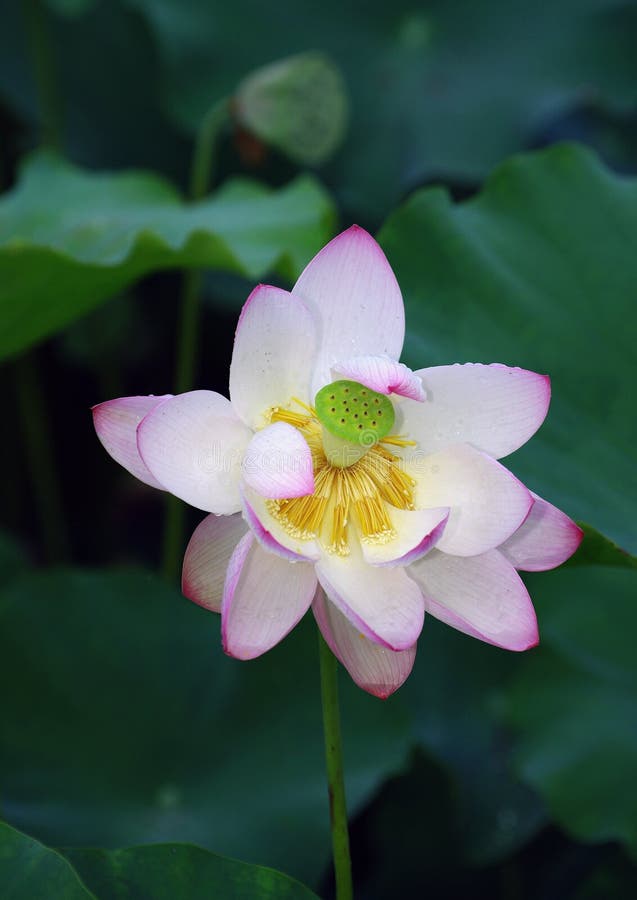 Fiore di Lotus immagine stock. Immagine di asia, orientale - 15277577