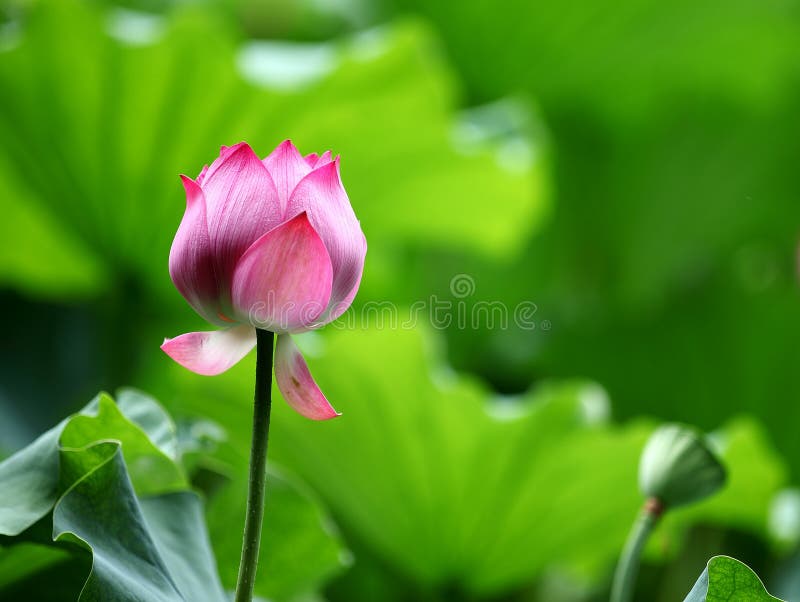 Fiore di Lotus immagine stock. Immagine di splendido - 36967007