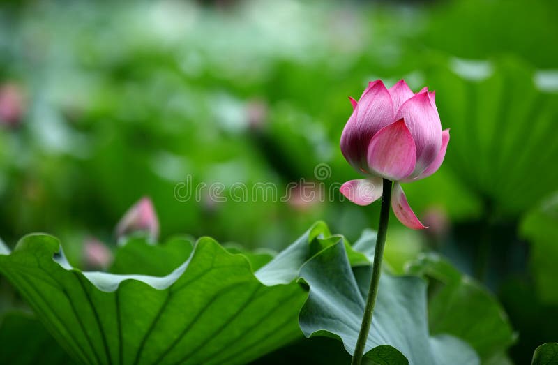 Fiore di Lotus fotografia stock. Immagine di verde, acquatico - 36968238