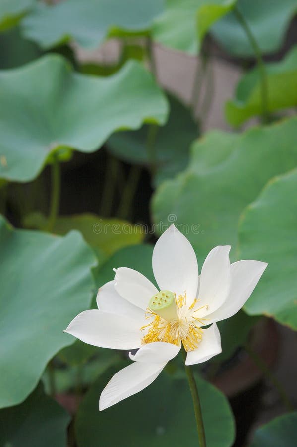 Fiore di Lotus fotografia stock. Immagine di germoglio - 4567336