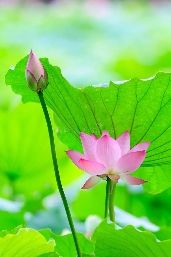 Fiore Di Lotus E Germoglio Di Fiore Fotografia Stock - Immagine di ...