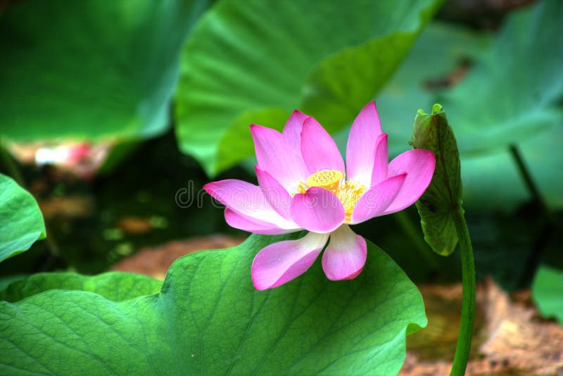 Fiore di Lotus HDR fotografia stock. Immagine di fioritura - 32357142