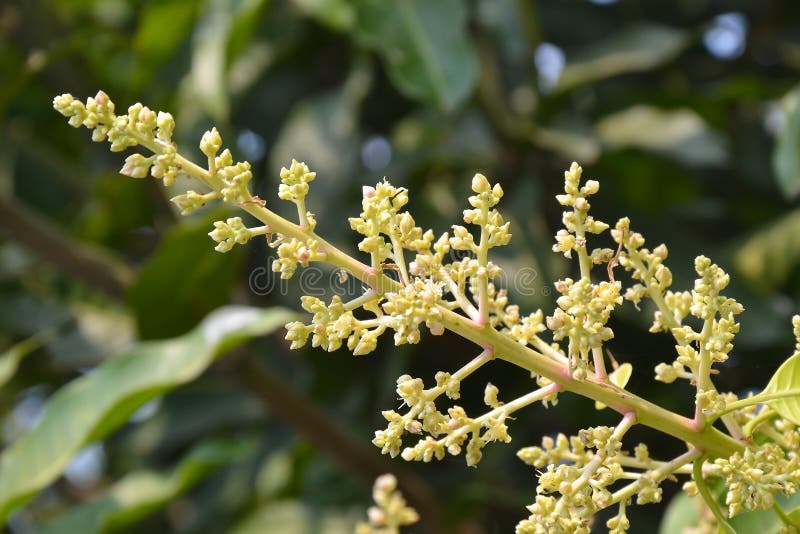 Fiore di mango sull'albero immagine stock. Immagine di nave - 183528441