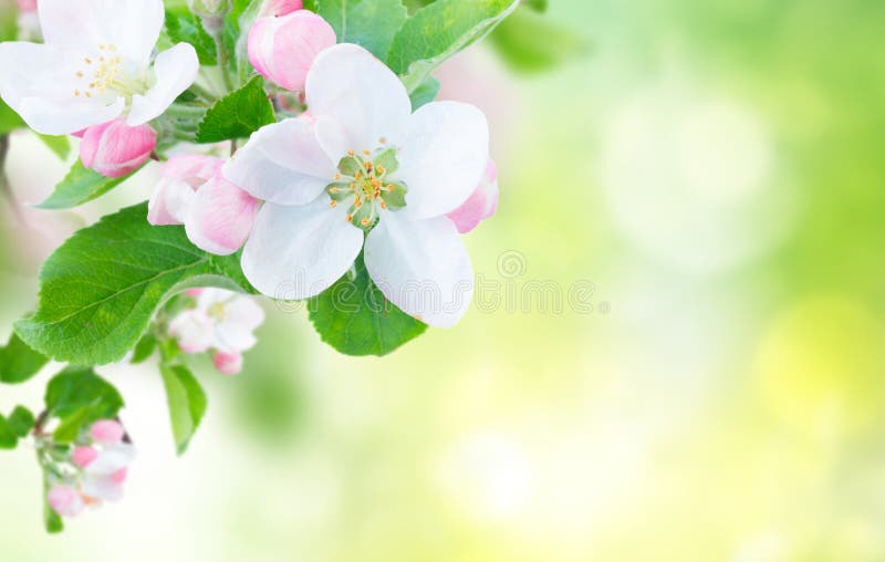 Fiore di melo immagine stock. Immagine di giardino, elemento - 106205557