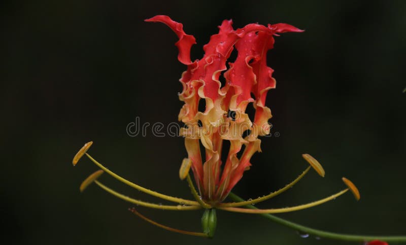 Fiore 'di Niyagala' fotografia stock. Immagine di biologia - 55185412