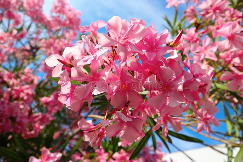 Fiore Di Oleandro. Ramo Dell'oleandro Rosa Fotografia Stock - Immagine ...