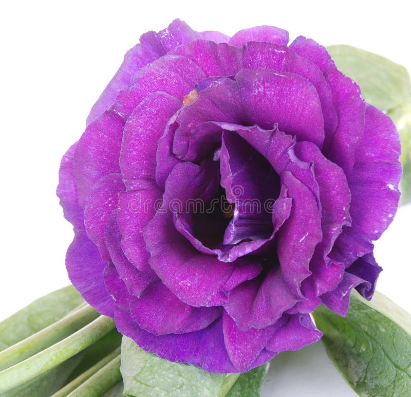 Fiore Di Rosa Del Deserto Viola Su Bianco Fotografia Stock - Immagine ...
