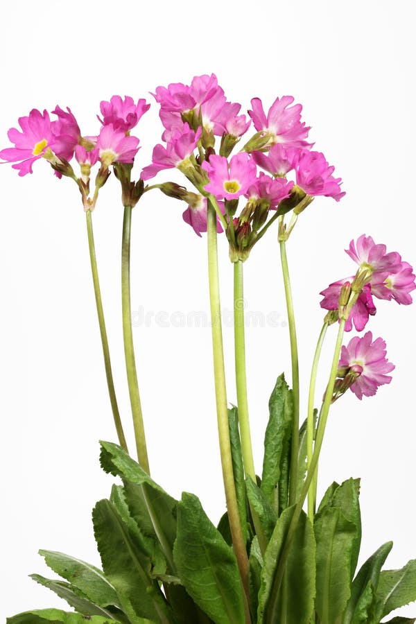 Fiore di Rosea del Primula immagine stock. Immagine di stagione - 19042175