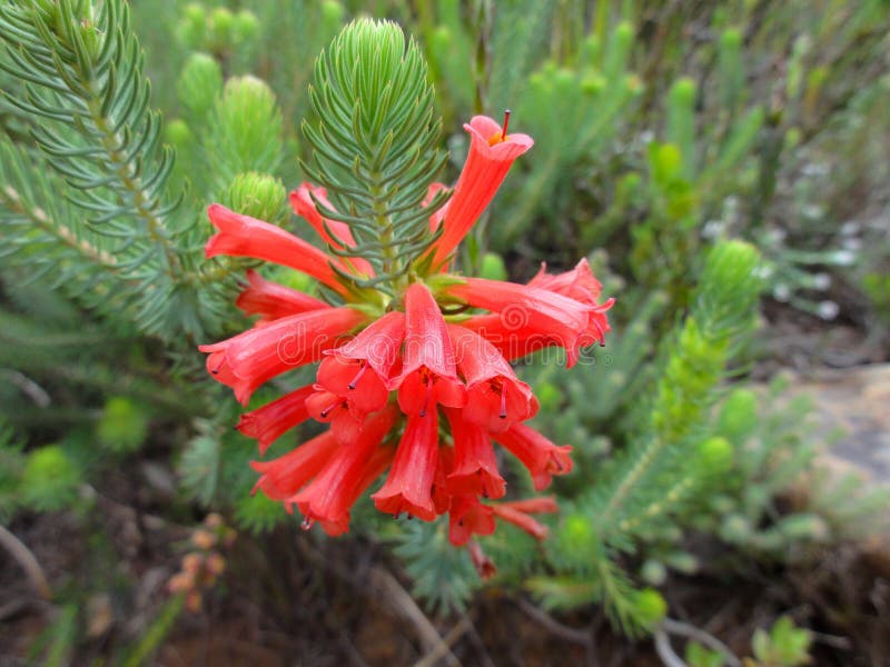 Fiore Di Rosso Di Longifolia Di Erica Fotografia Stock - Immagine di ...