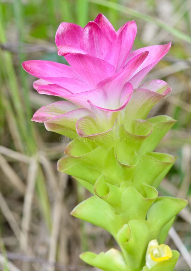Fiore Di Sessilis Della Curcuma Fotografia Stock - Immagine di gambo ...