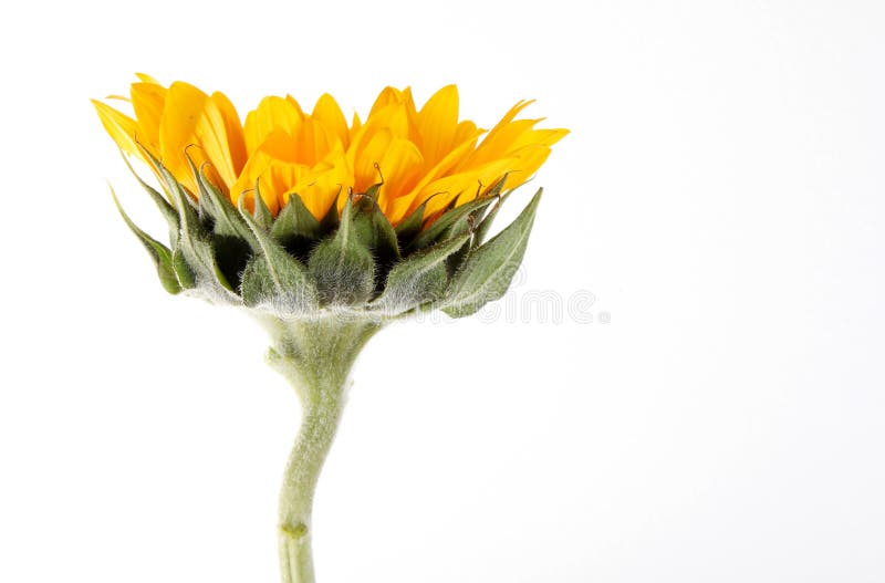 Fiore di Sun immagine stock. Immagine di fiori, vita - 13854365