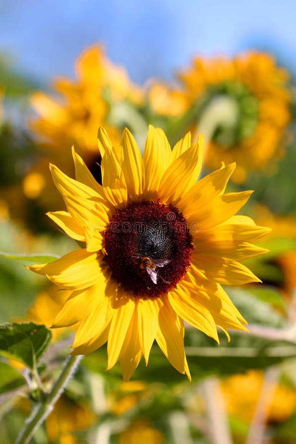 Farfalla del girasole fotografia stock. Immagine di farfalla - 29401790