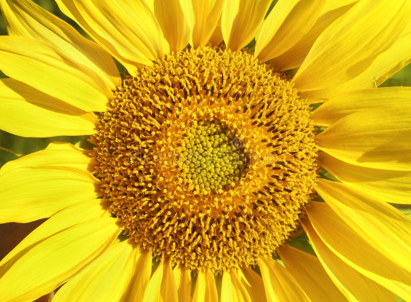 Fotografia a Colori Dei Fiori Del Sole Immagine Stock - Immagine di ...