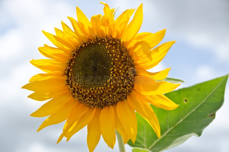 Fiore di Sun fotografia stock. Immagine di abbastanza - 31421308