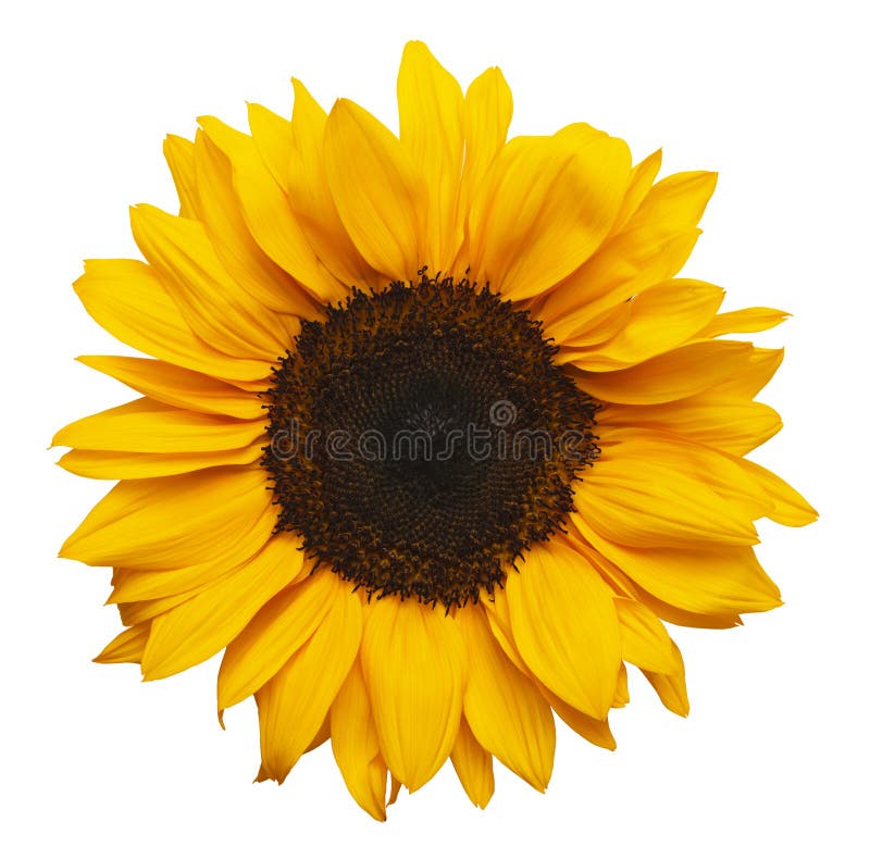 Fiore di Sun immagine stock. Immagine di colore, colpo - 35210747