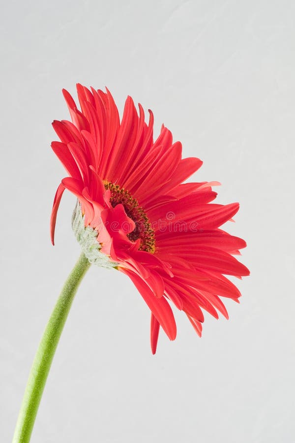 Fiore di Sun fotografia stock. Immagine di isolato, foglio - 4748592