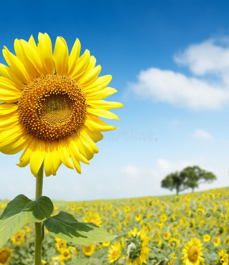 Fiore di Sun fotografia stock. Immagine di fiore, giallo - 7735338