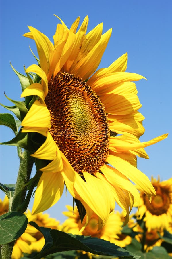 Fiore di Sun immagine stock. Immagine di sole, girasole - 88612359