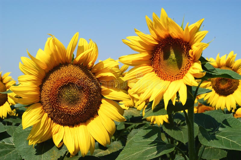 Fiore di Sun fotografia stock. Immagine di girasole, sole - 88612368