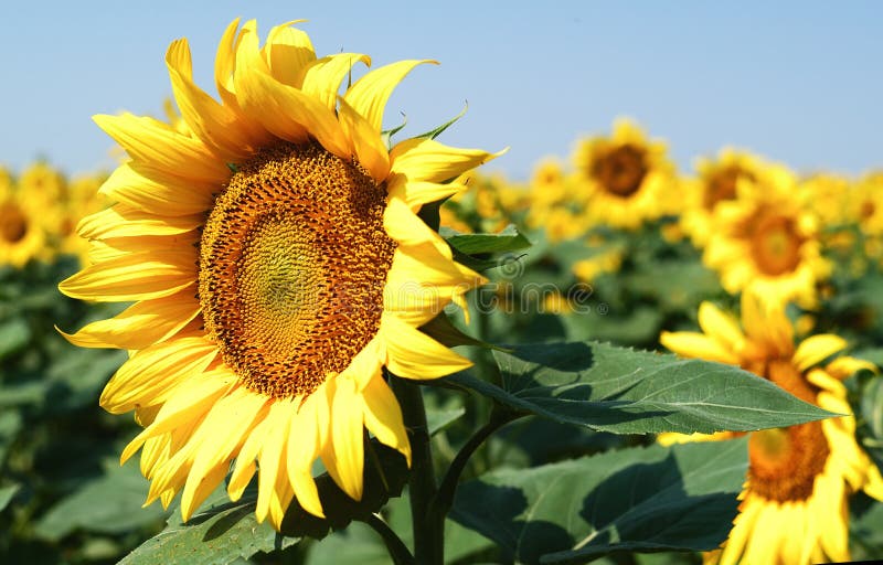 Fiore di Sun fotografia stock. Immagine di sole, campo - 88612370