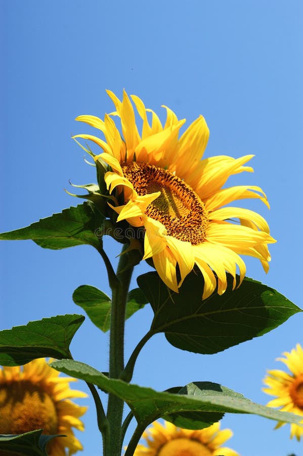 Fiore di Sun immagine stock. Immagine di sole, campo - 88612373