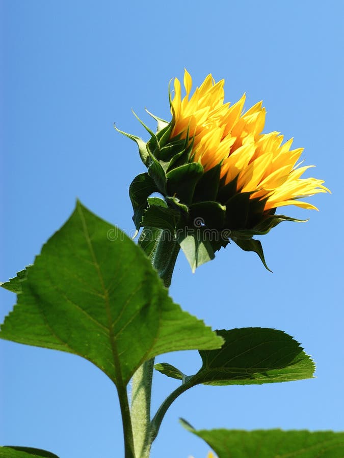 Fiore di Sun fotografia stock. Immagine di giallo, semi - 88612384