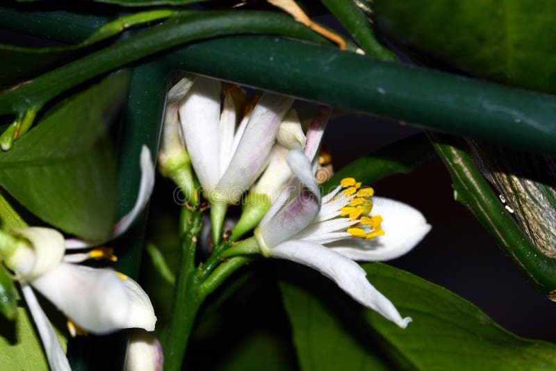 Fiori di limone e agrumi fotografia stock. Immagine di sviluppato ...