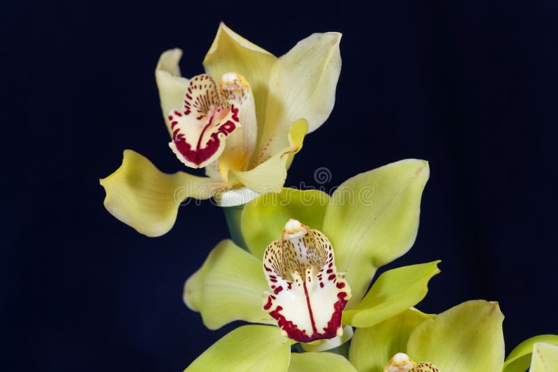 Fiore Di Un'orchidea Del Cymbidium Colorata Verde Fotografia Stock ...