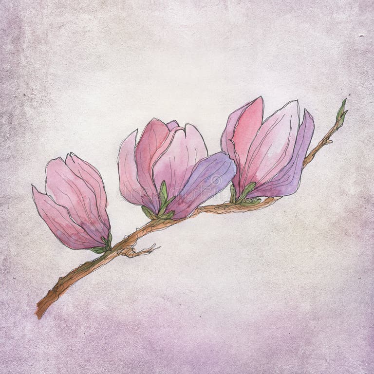 Fiore Dipinto a Mano Della Magnolia Illustrazione di Stock ...