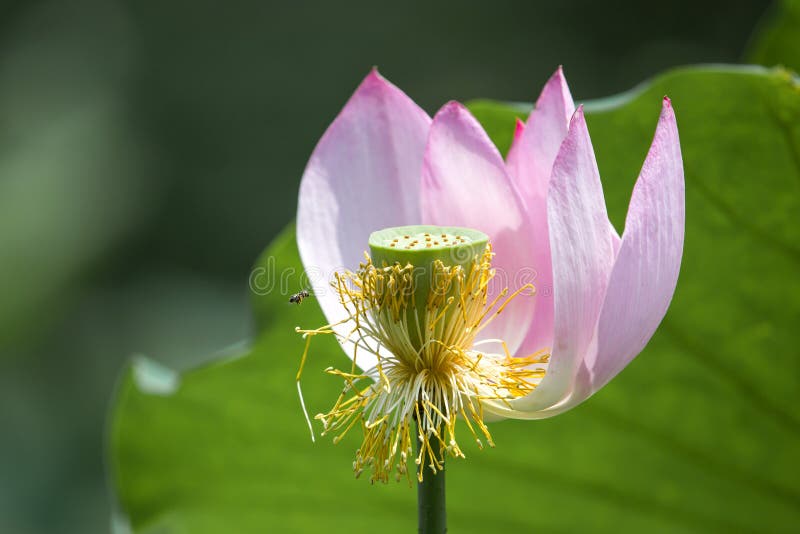 Fiore e ape di Lotus immagine stock. Immagine di nave - 73400661