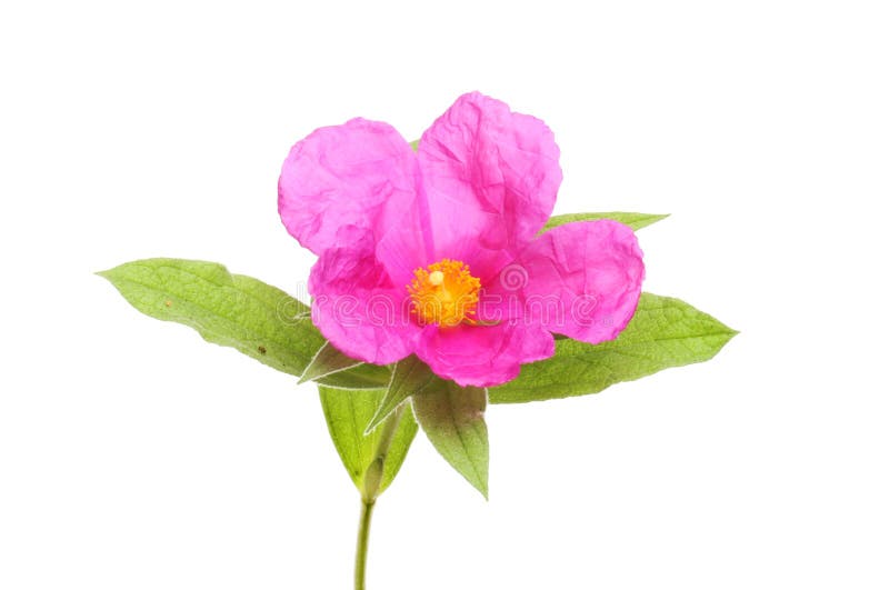 Fiore E Fogliame Della Roccia-rosa Fotografia Stock - Immagine di ...