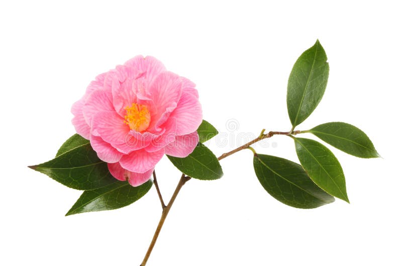 Fiore E Foglie Della Camelia Fotografia Stock - Immagine di sempreverde ...