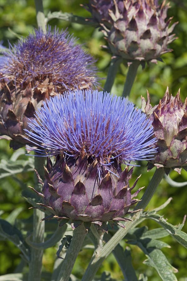 Fiore E Germogli Del Cardone Immagine Stock - Immagine di giardino ...
