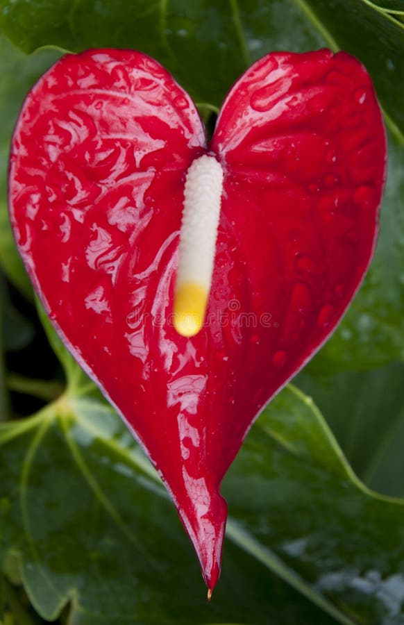 Fiore a Forma Di Del Cuore a Eden Fotografia Stock - Immagine di ...